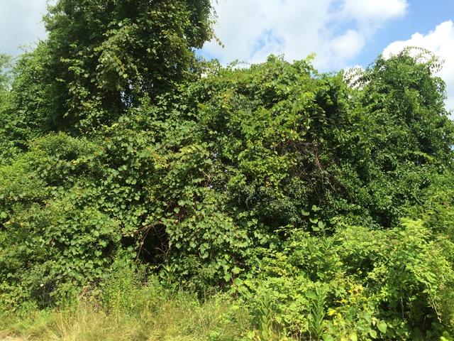 Invasive species and spring bulbs | Hilltown Tree & Garden